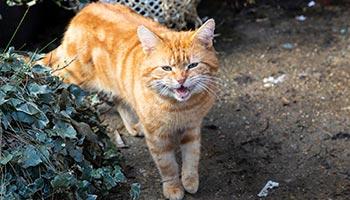 Lost & found pet advice | RSPCA - RSPCA - rspca.org.uk