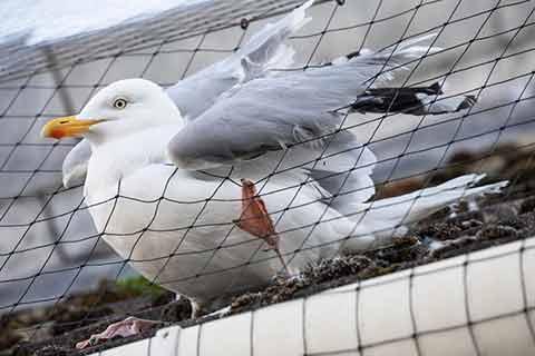 Helping trapped birds | Wildlife | RSPCA - RSPCA - rspca.org.uk