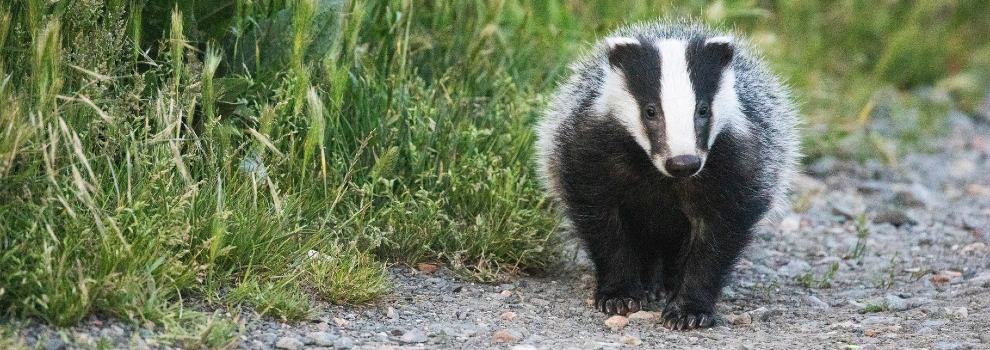 Badgers | Wildlife Advice | RSPCA - RSPCA - rspca.org.uk