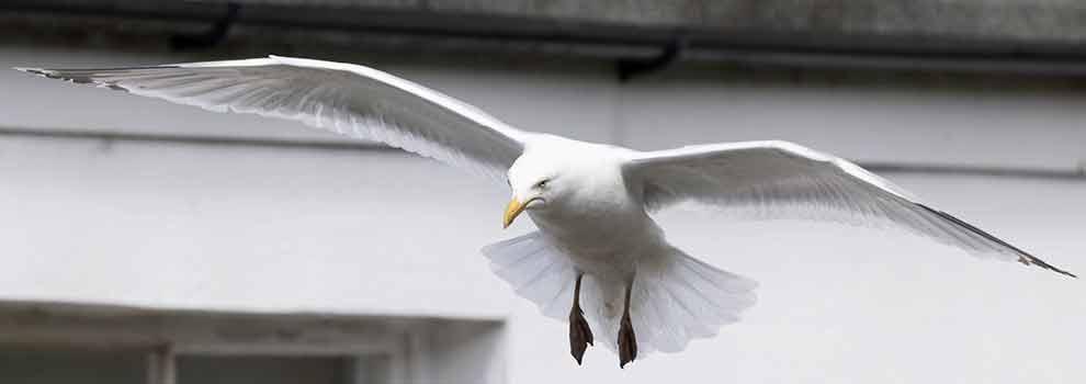 Gulls and Seagulls | Wildlife Advice | RSPCA - RSPCA - rspca.org.uk