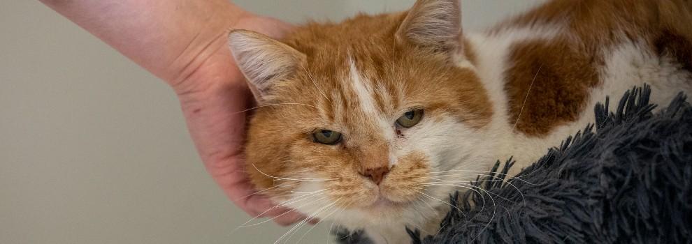 Cats & Kitten Rehoming & Adoption - How It Works | RSPCA - RSPCA ...