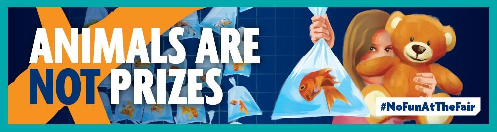 Pets As Prizes | Campaign | RSPCA - RSPCA - rspca.org.uk