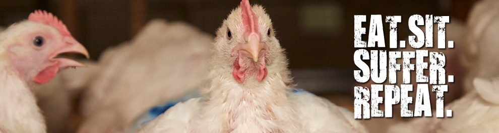 Better chicken | Meat Chicken | RSPCA