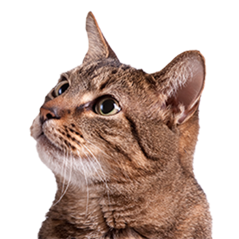 Gift Aid - Give More With Your Charity Donations | RSPCA