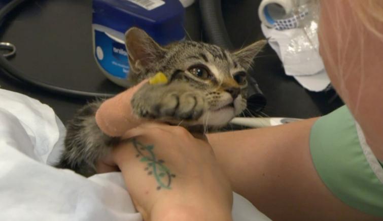 Board Of Trustees | RSPCA - RSPCA - rspca.org.uk