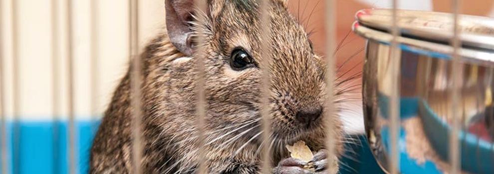 What To Feed a Pet Degu | RSPCA - RSPCA - rspca.org.uk