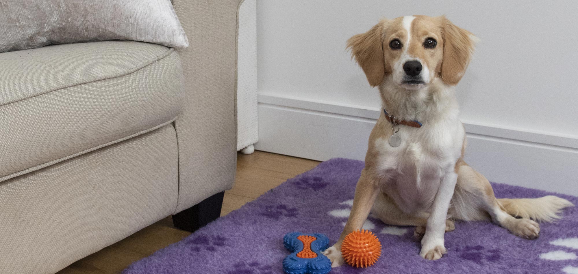 The Largest Animal Welfare Charity in the UK | RSPCA