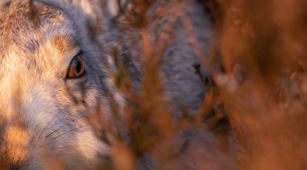 The Largest Animal Welfare Charity in the UK | RSPCA