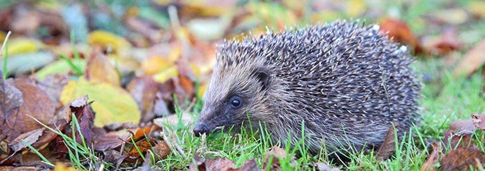 Hedgehogs | Wildlife Advice | RSPCA - RSPCA - rspca.org.uk
