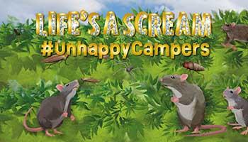 How To Care For a Royal Python | RSPCA - RSPCA - rspca.org.uk