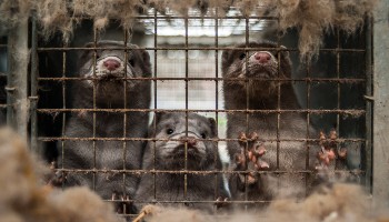 Fur Free Britain | Campaign | RSPCA - RSPCA - rspca.org.uk