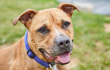 RSPCA Sponsorship | Help animals in need