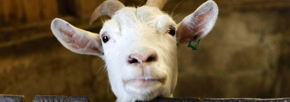 Rehome & adopt a farm animal in need | RSPCA - RSPCA - rspca.org.uk