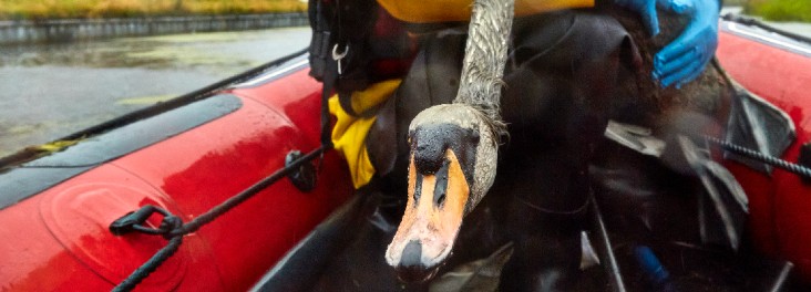 Stapeley Grange Wildlife Centre - Home - rspca.org.uk - RSPCA