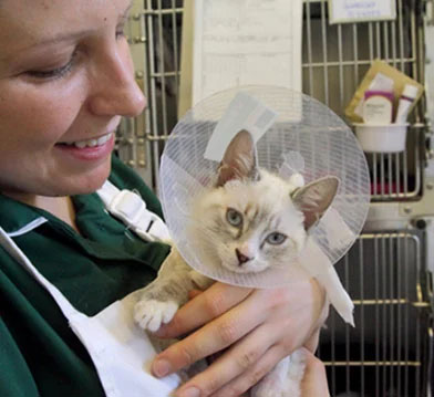 Sponsor Our Cat Pods & Help Cats In Need | RSPCA