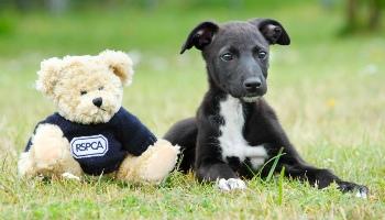 Support our animal charity & get involved today | RSPCA - RSPCA - rspca ...