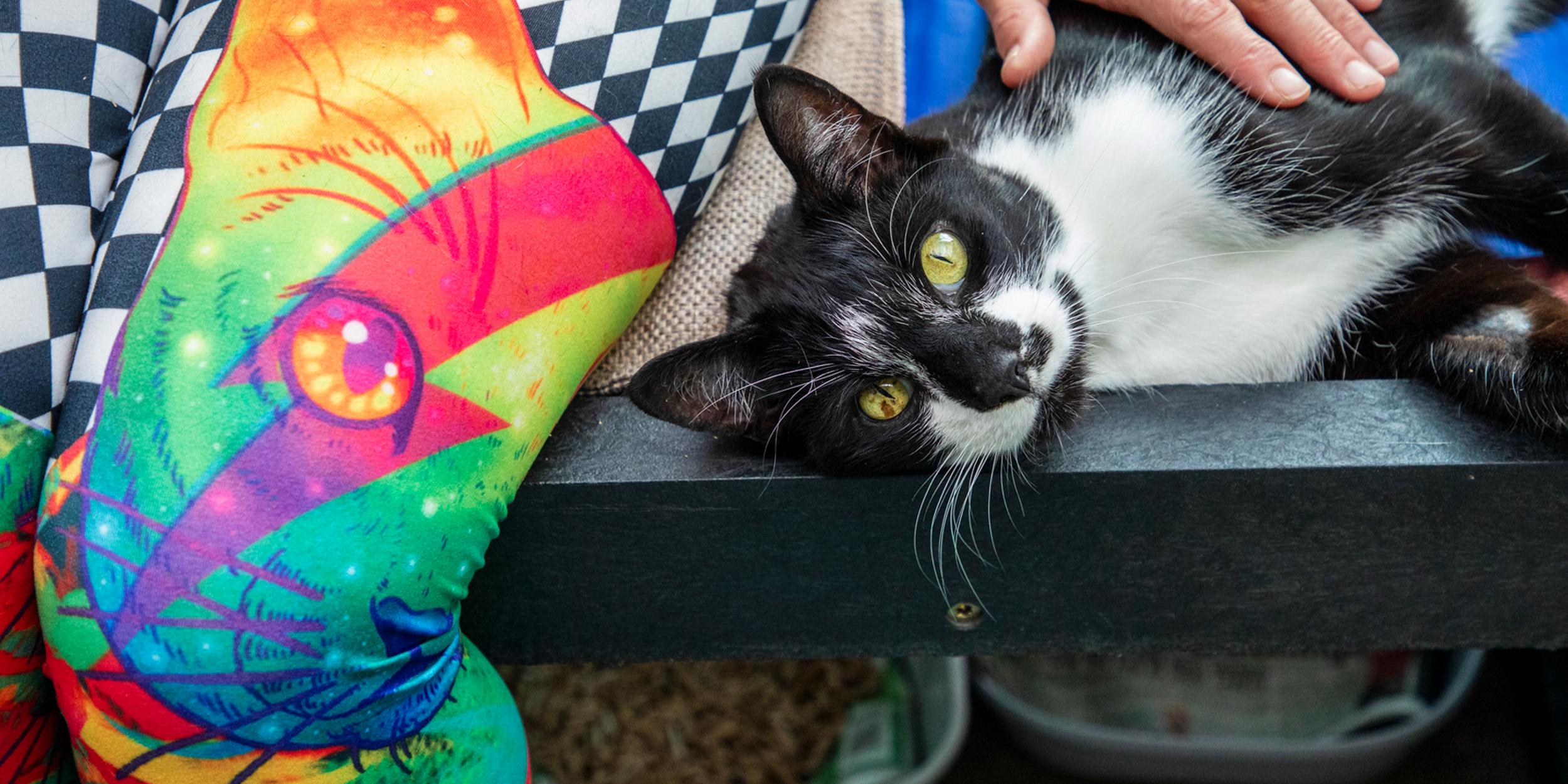 The Largest Animal Welfare Charity in the UK | RSPCA