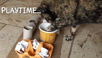 Money Saving Tips For Your Pet | RSPCA - RSPCA - rspca.org.uk