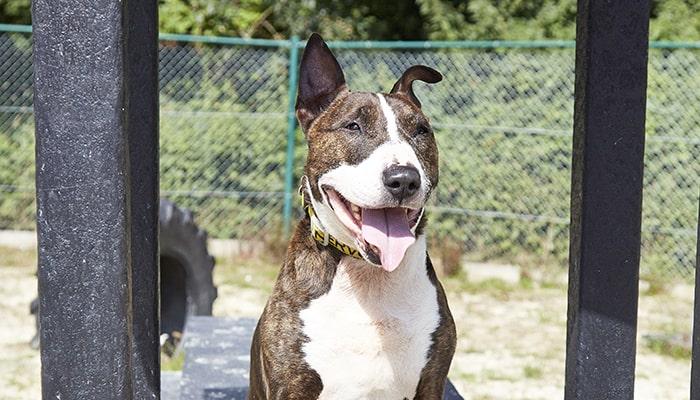 Ask us | RSPCA - RSPCA - rspca.org.uk