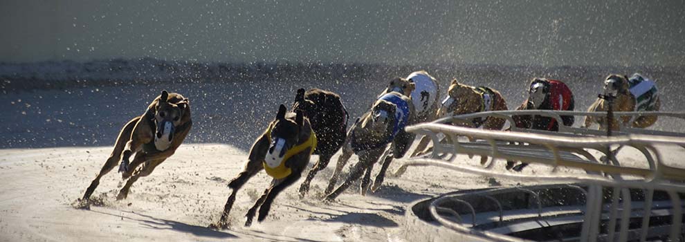 Greyhound Racing | Campaigns | RSPCA