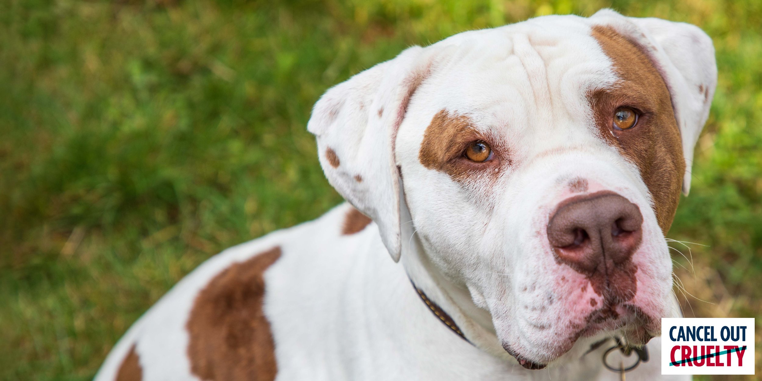 The Largest Animal Welfare Charity in the UK | RSPCA