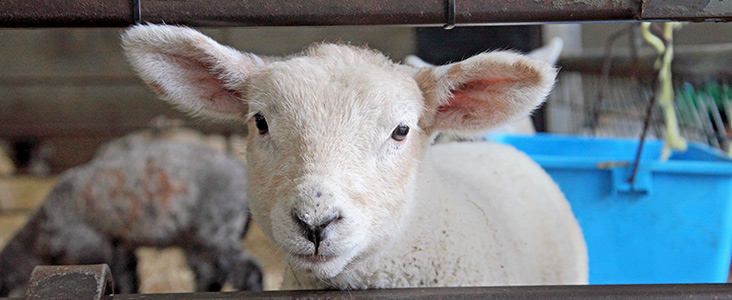 Join Our Campaign Network | RSPCA