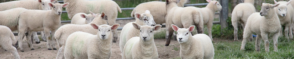 Humane Slaughter & Stunned Meat | RSPCA