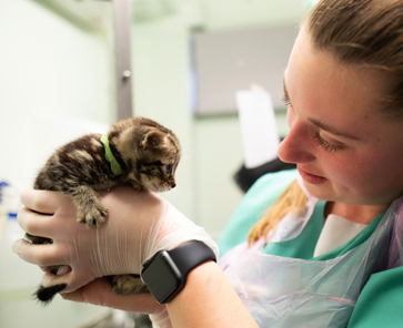 Sponsor Our Cat Pods & Help Cats In Need | RSPCA