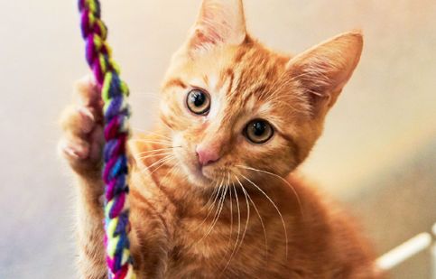 Sponsor Our Cat Pods & Help Cats In Need | RSPCA