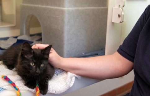 Sponsor Our Cat Pods & Help Cats In Need | RSPCA