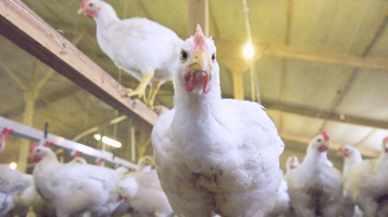 Farm animals - RSPCA