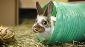 Keeping Rabbits As Pets | RSPCA