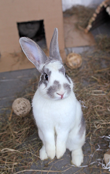 Support and advice for animal adopters | RSPCA