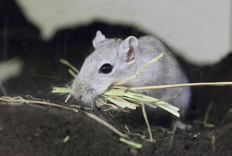 Gerbils - Gerbil welfare - Tips, advice, health