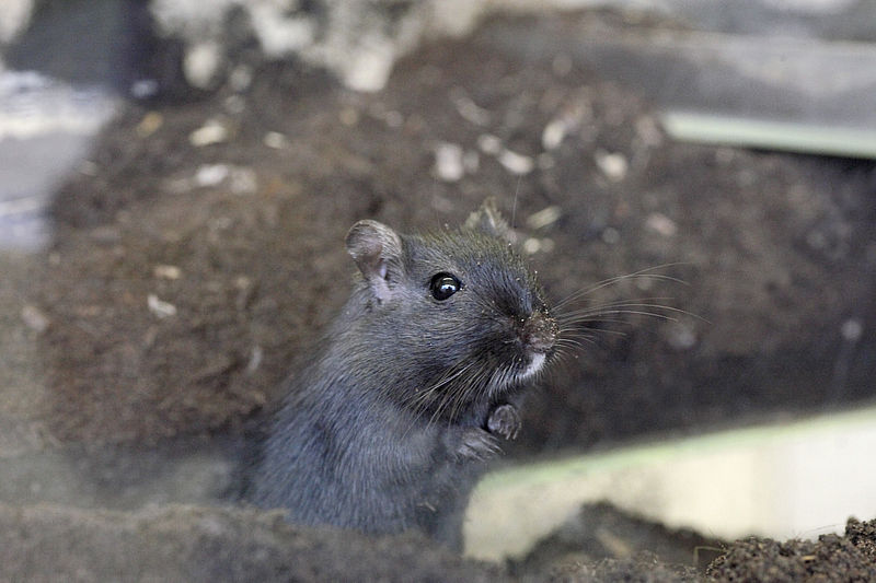 Gerbil environment | Gerbils | Our pets