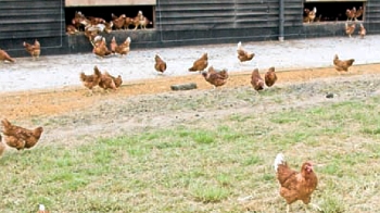 Laying Hens - Chicken Welfare - Battery Farming