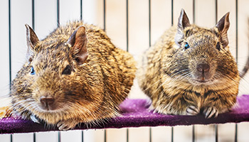 Understanding your degus behaviour | RSPCA
