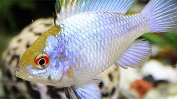 A suitable environment for fish - RSPCA