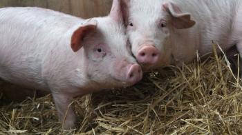 Caring for Pet Pigs | RSPCA - RSPCA - rspca.org.uk