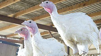 Turkey welfare and behaviour | RSPCA - RSPCA - rspca.org.uk