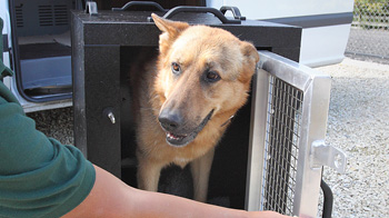 Ensuring a good environment for your dog | RSPCA