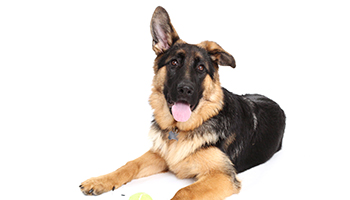 Dog breeds | rspca.org.uk