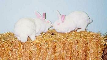 Welfare of Rabbits Farmed for Meat | RSPCA - RSPCA - rspca.org.uk