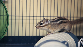How to properly care for chipmunks | RSPCA