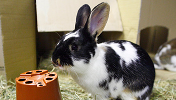 How to keep your pets safe from poisoning - RSPCA