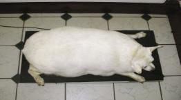 Pet obesity - Causes of animal obesity, treatment & prevention