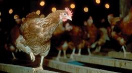 Laying hens farming - Laying hens welfare - Chicken welfare