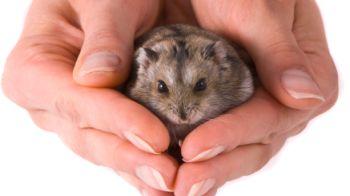 Hamster health and welfare - RSPCA