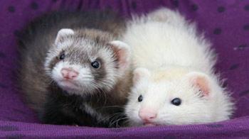 Ferrets - health and welfare - our pets