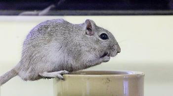 Gerbil diet | Gerbils | Our pets